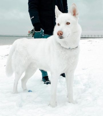 15 Adorable Pictures Of Huskies In The Pretty Eyes Challenge ...
