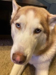 15 Adorable Pictures Of Huskies In The Pretty Eyes Challenge ...