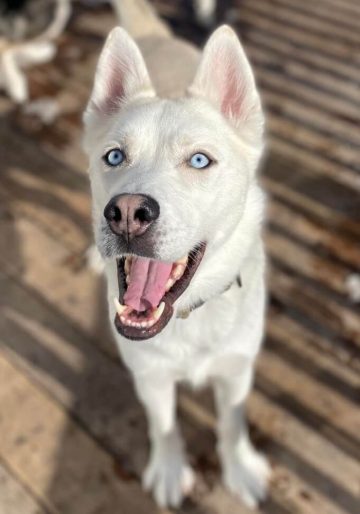 15 Adorable Pictures Of Huskies In The Pretty Eyes Challenge ...