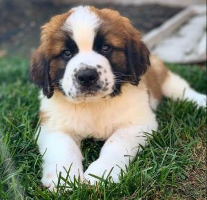 15 Photos Of Saint Bernard Puppies That Make Everyone's Heart Melt ...
