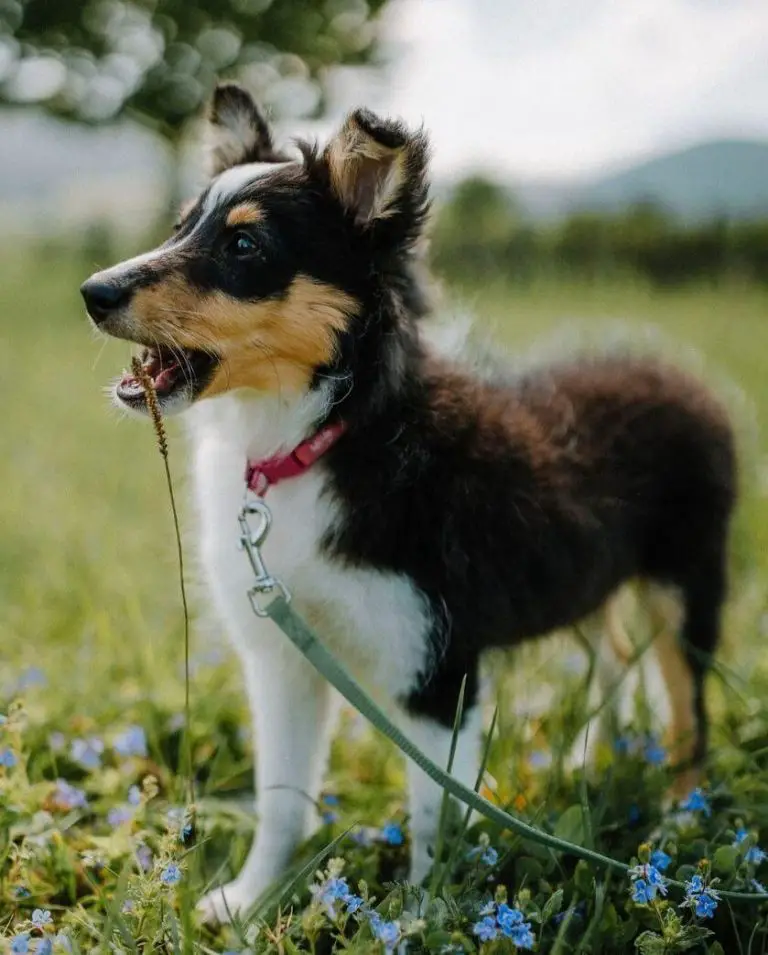 15 Adorable Photos Of Shetland Sheepdog Puppies With Sweet Beauty ...
