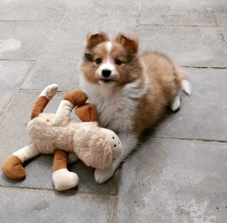 15 Adorable Photos Of Shetland Sheepdog Puppies With Sweet Beauty ...