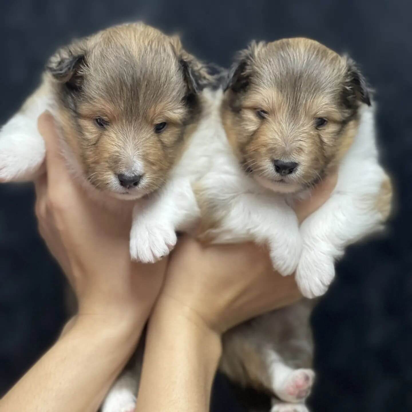 15 Adorable Photos Of Shetland Sheepdog Puppies With Sweet Beauty ...