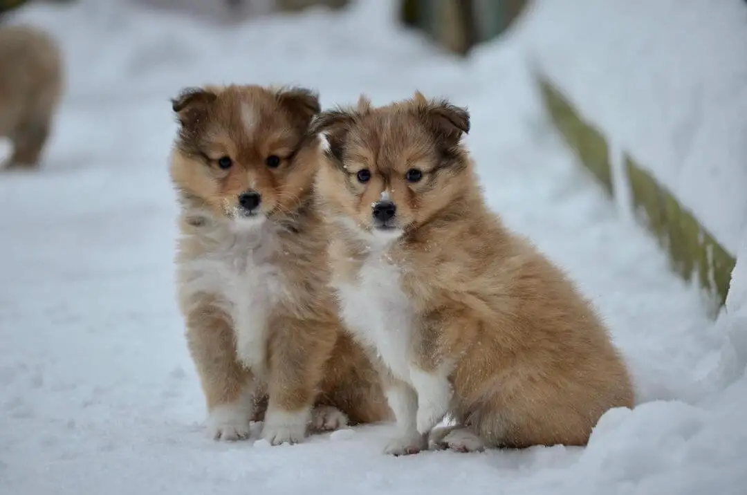15 Adorable Photos Of Shetland Sheepdog Puppies With Sweet Beauty ...