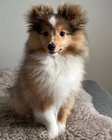 15 Adorable Photos Of Shetland Sheepdog Puppies With Sweet Beauty ...