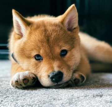 15 Photos Of Adorable Shiba Inu Puppies That Make Everyone's Heart Melt ...