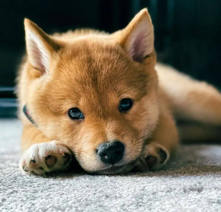 15 Photos Of Adorable Shiba Inu Puppies That Make Everyone's Heart Melt ...