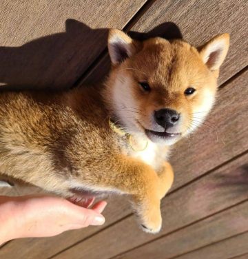 15 Photos Of Adorable Shiba Inu Puppies That Make Everyone's Heart Melt ...