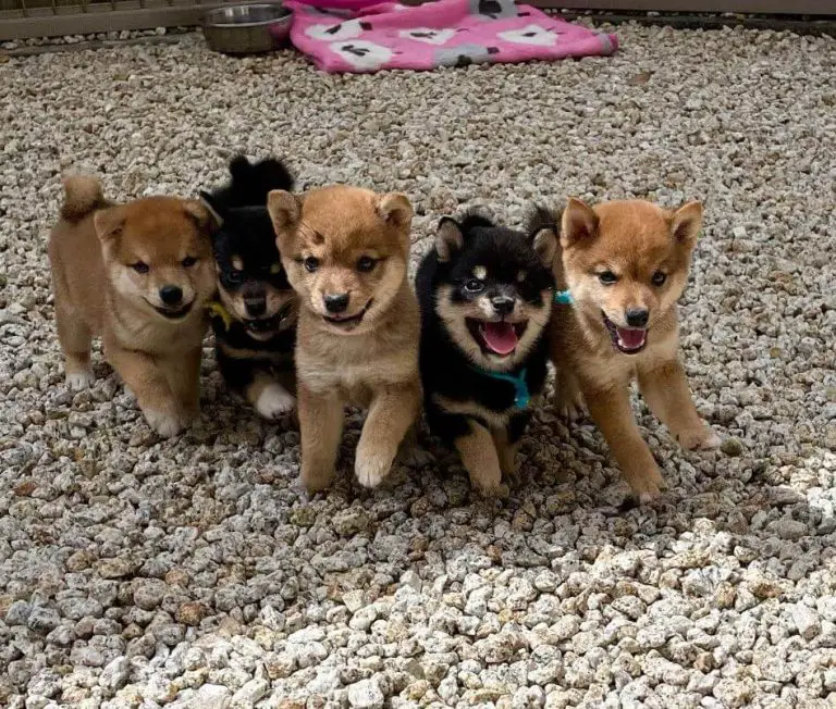 15 Photos Of Adorable Shiba Inu Puppies That Make Everyone's Heart Melt - ilovedogscute.com