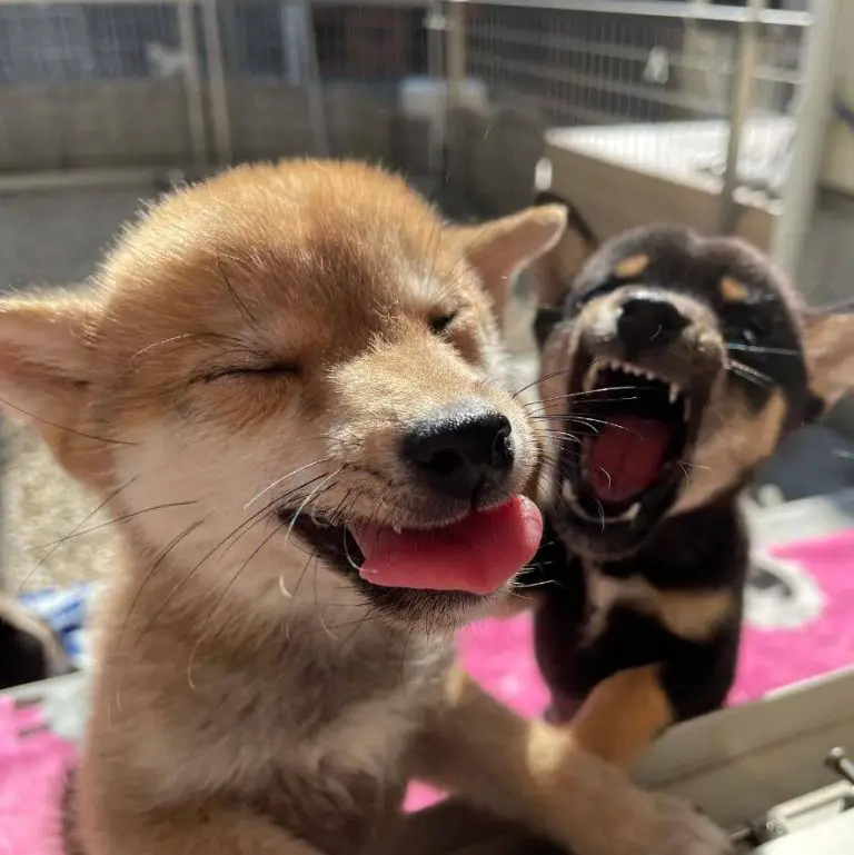 15 Photos Of Adorable Shiba Inu Puppies That Make Everyone's Heart Melt ...