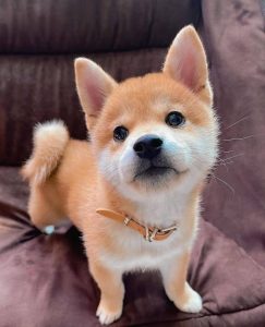 15 Photos Of Adorable Shiba Inu Puppies That Make Everyone's Heart Melt ...