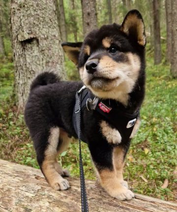 15 Photos Of Adorable Shiba Inu Puppies That Make Everyone's Heart Melt ...
