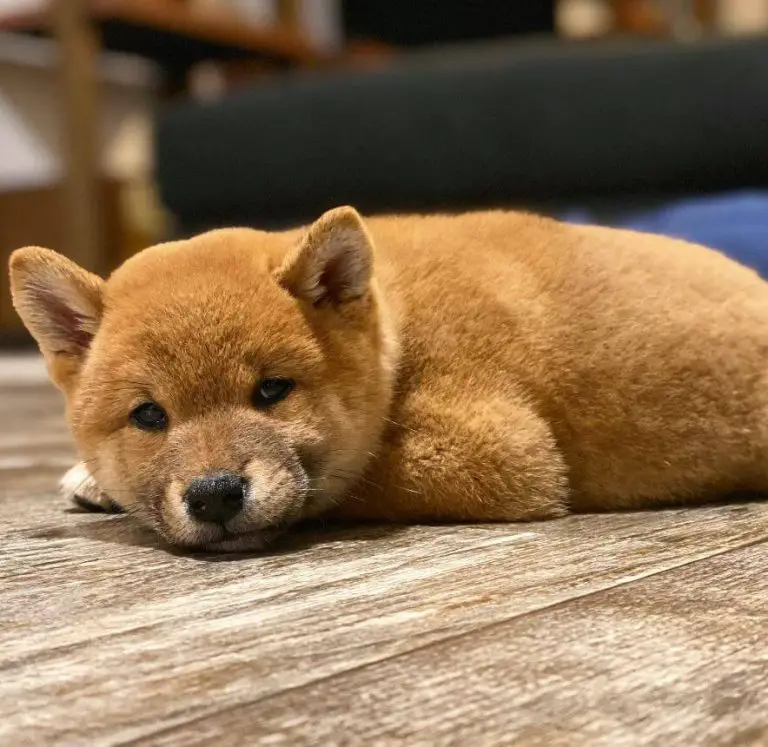 15 Photos Of Adorable Shiba Inu Puppies That Make Everyone's Heart Melt ...