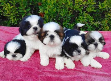 15 Photos Of Adorable Shih Tzu Puppies That Make Everyone's Heart Melt ...