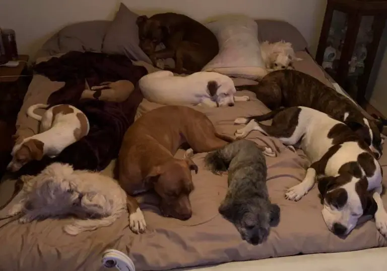 15 Funny Pictures Of Dogs In The Sleeping Dog Challenge - ilovedogscute.com