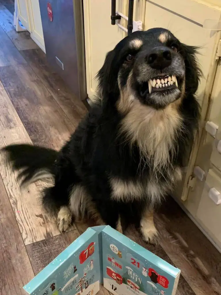 15 Funny Pictures Of Dogs In The Smiling Dog Challenge - ilovedogscute.com