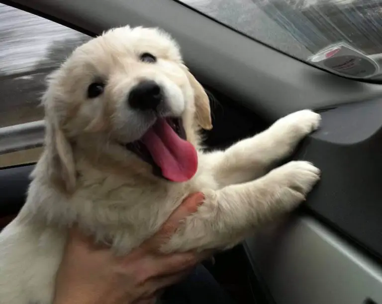 15 Funny Pictures Of Golden Retrievers In The Smiling Dog Challenge ...