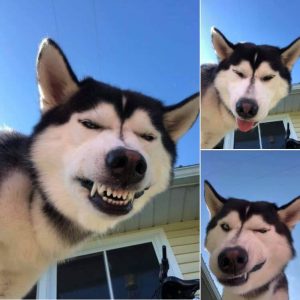 15 Funny Pictures Of Dogs In The Smiling Dog Challenge - ilovedogscute.com