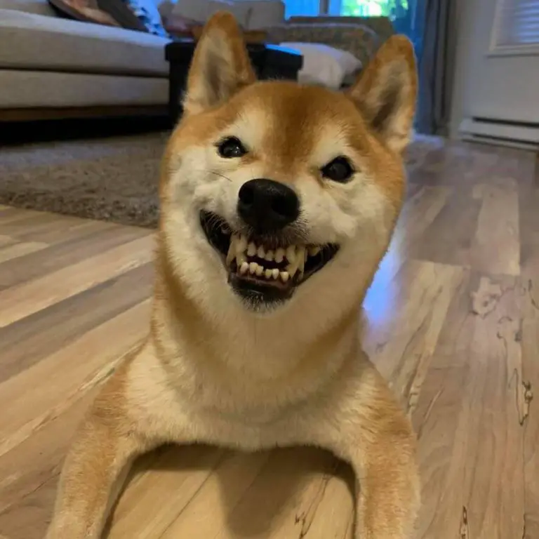 15 Funny Pictures Of Dogs In The Smiling Dog Challenge - ilovedogscute.com