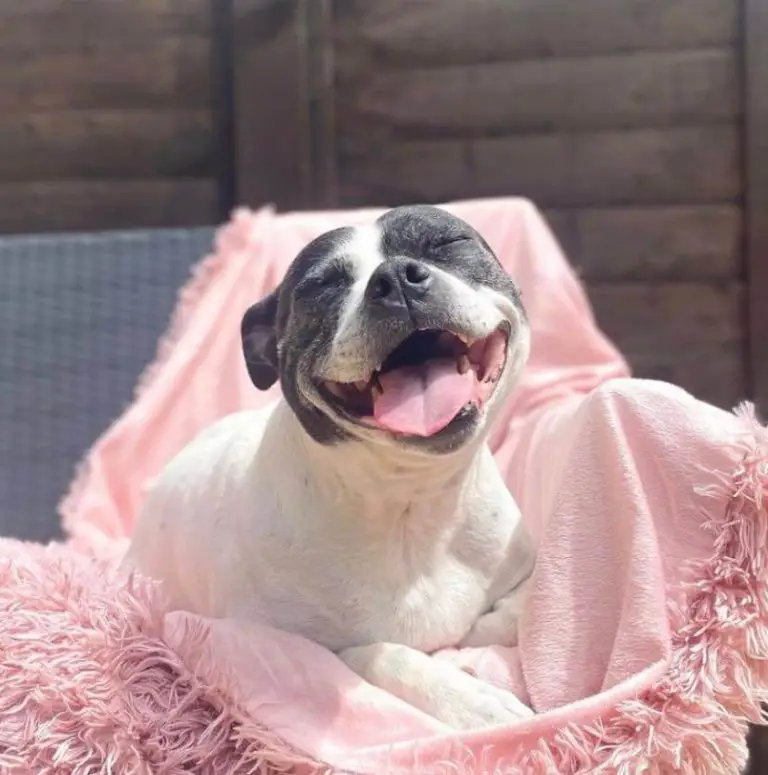 15 Funny Pictures Of Dogs In The Smiling Dog Challenge - ilovedogscute.com