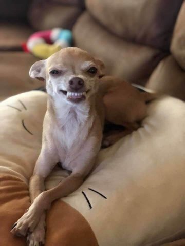 15 Funny Pictures Of Dogs In The Smiling Dog Challenge - ilovedogscute.com