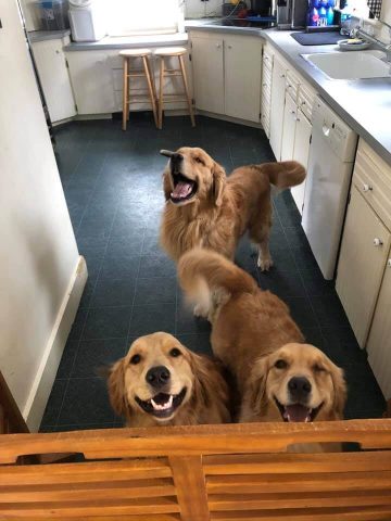 15 Funny Pictures Of Golden Retrievers In The Smiling Dog Challenge ...