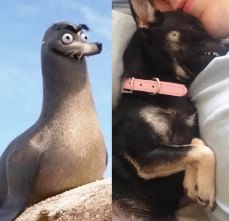 15 Funny Pictures Of Dogs In The Teef Challenge - ilovedogscute.com