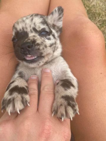 15 Funny Pictures Of Dogs In The Teef Challenge - ilovedogscute.com