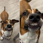15 Funny Pictures Of Dogs In The Teef Challenge - ilovedogscute.com