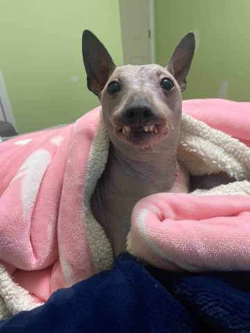 15 Funny Pictures Of Dogs In The Teef Challenge - ilovedogscute.com