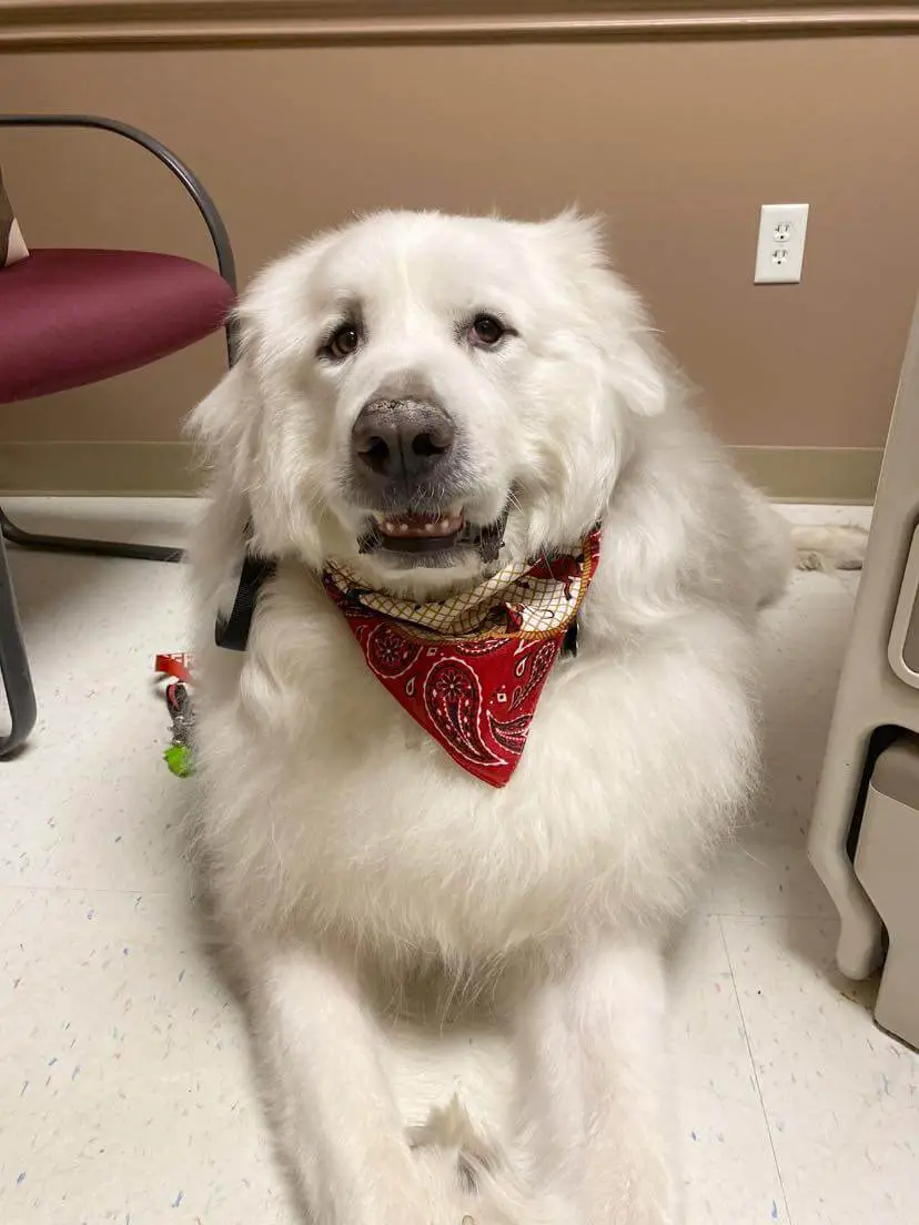 15 Funny Pictures Of Dogs In The Teef Challenge - ilovedogscute.com