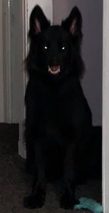 15 Funny Pictures Of Dogs In The Teef Challenge - ilovedogscute.com