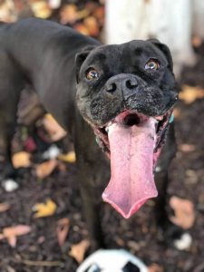 15 Hilarious Pictures Of Dogs In The Tongue Out Challenge ...