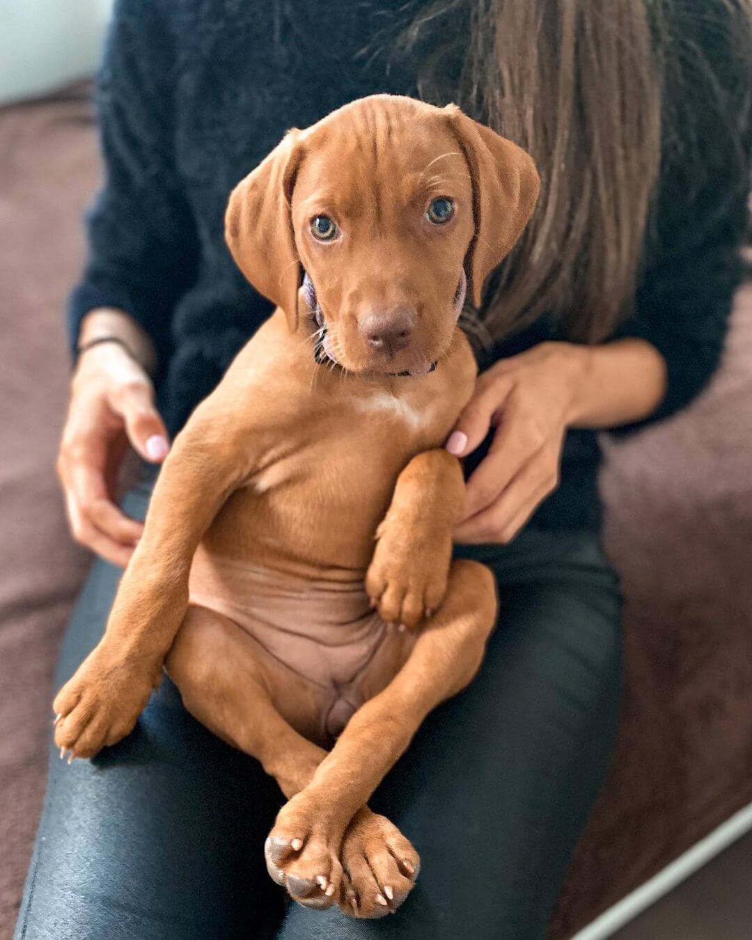 15 Adorable Photos Of Vizsla Puppies That Will Make Everyone Fall In Love - ilovedogscute.com