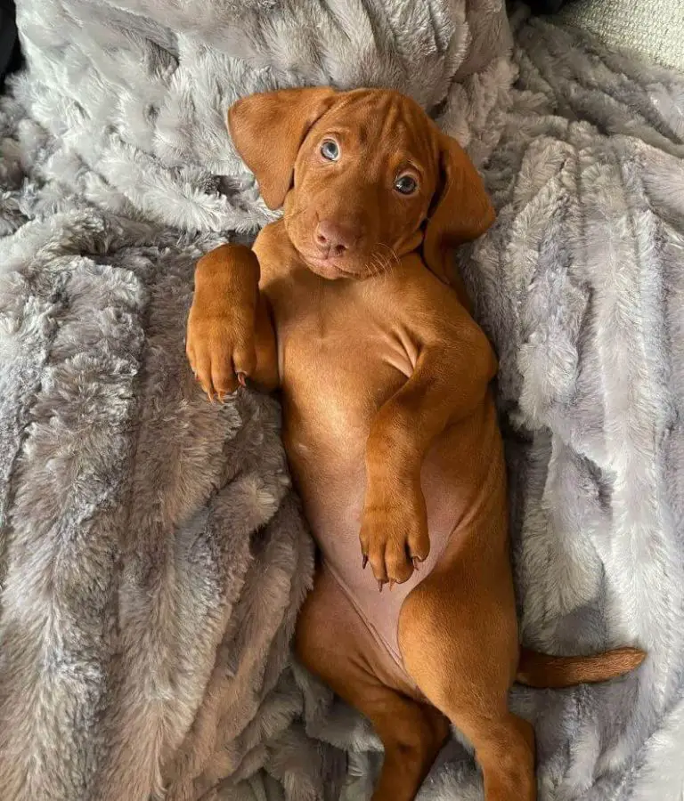 15 Adorable Photos Of Vizsla Puppies That Will Make Everyone Fall In ...