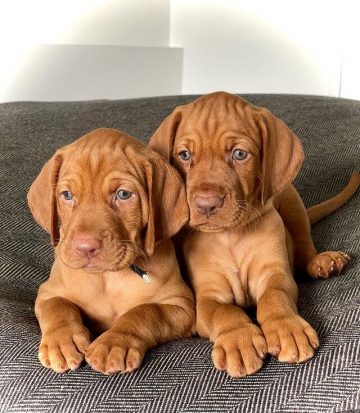 15 Adorable Photos Of Vizsla Puppies That Will Make Everyone Fall In ...