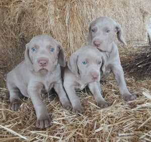 15 Photos Of Weimaraner Puppies That Make Everyone Fall In Love ...