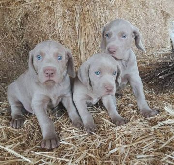 15 Photos Of Weimaraner Puppies That Make Everyone Fall In Love ...