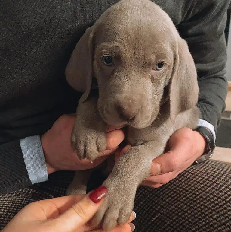 15 Photos Of Weimaraner Puppies That Make Everyone Fall In Love ...