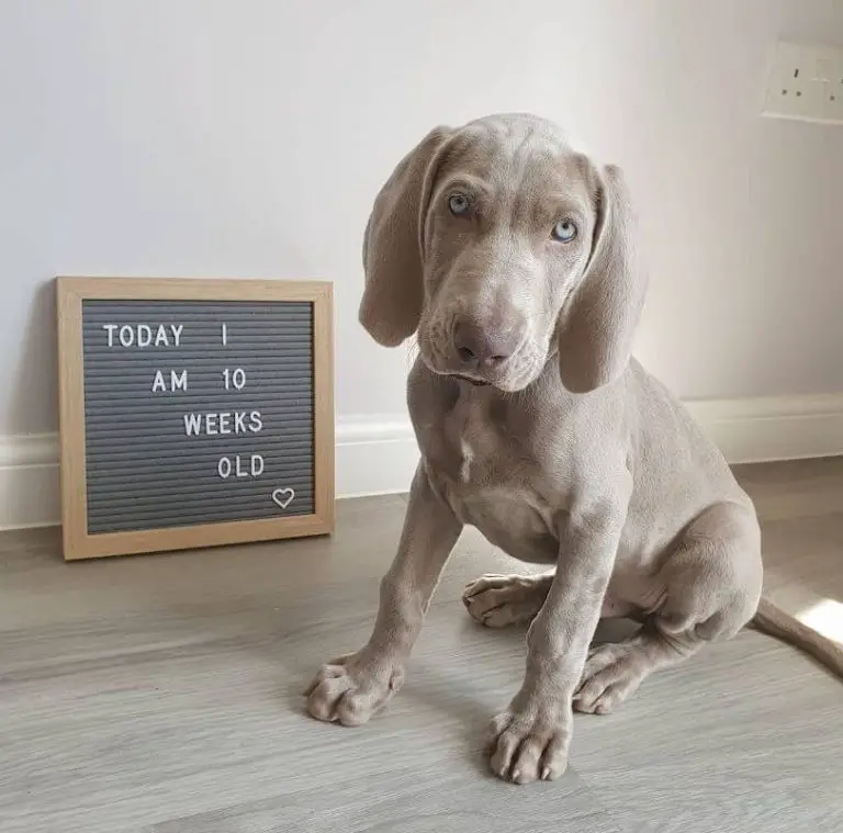 15 Photos Of Weimaraner Puppies That Make Everyone Fall In Love ...