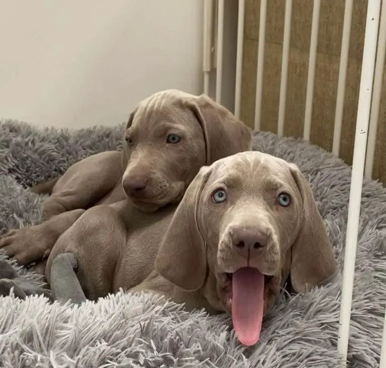 15 Photos Of Weimaraner Puppies That Make Everyone Fall In Love ...