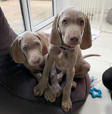 15 Photos Of Weimaraner Puppies That Make Everyone Fall In Love ...