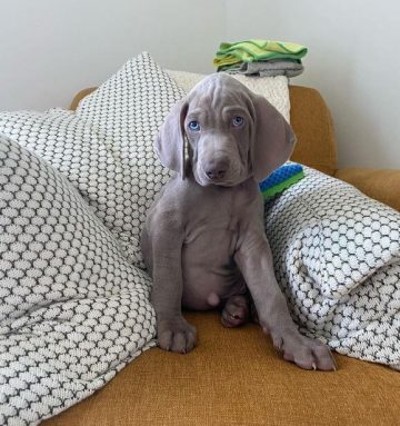 15 Photos Of Weimaraner Puppies That Make Everyone Fall In Love ...