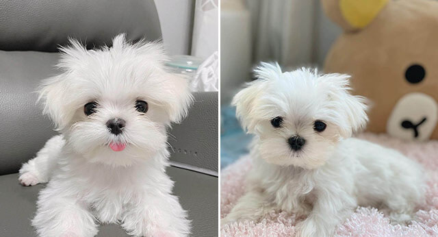 15 Adorable Photos Of Maltese Puppies With Pure Beauty - ilovedogscute.com