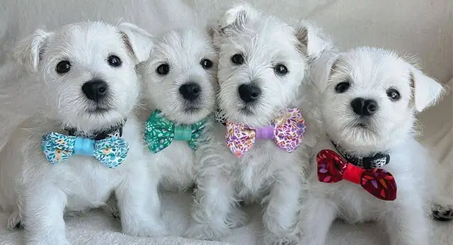 15 Adorable Photos Of West Highland White Terrier Puppies With Pure ...