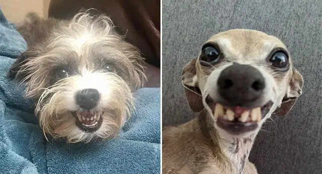 15 Hilarious Pictures Of Dogs In The Teeth Challenge - ilovedogscute.com
