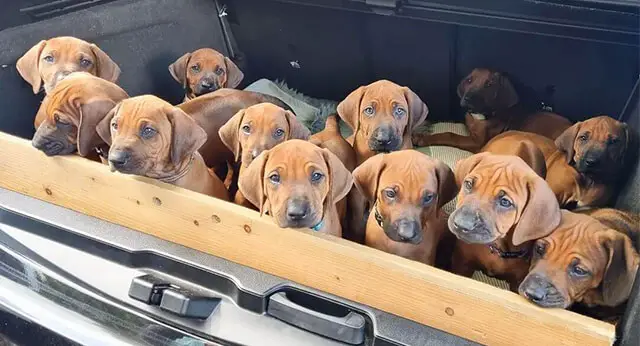 15 Photos Of Rhodesian Ridgeback Puppies That Make Everyone Fall In ...