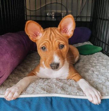 15 Photos Of Basenji Puppies That Make Everyone Fall In Love ...