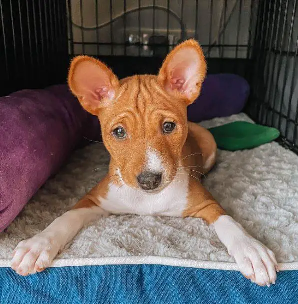 15 Photos Of Basenji Puppies That Make Everyone Fall In Love ...