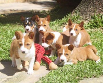 15 Photos Of Basenji Puppies That Make Everyone Fall In Love ...